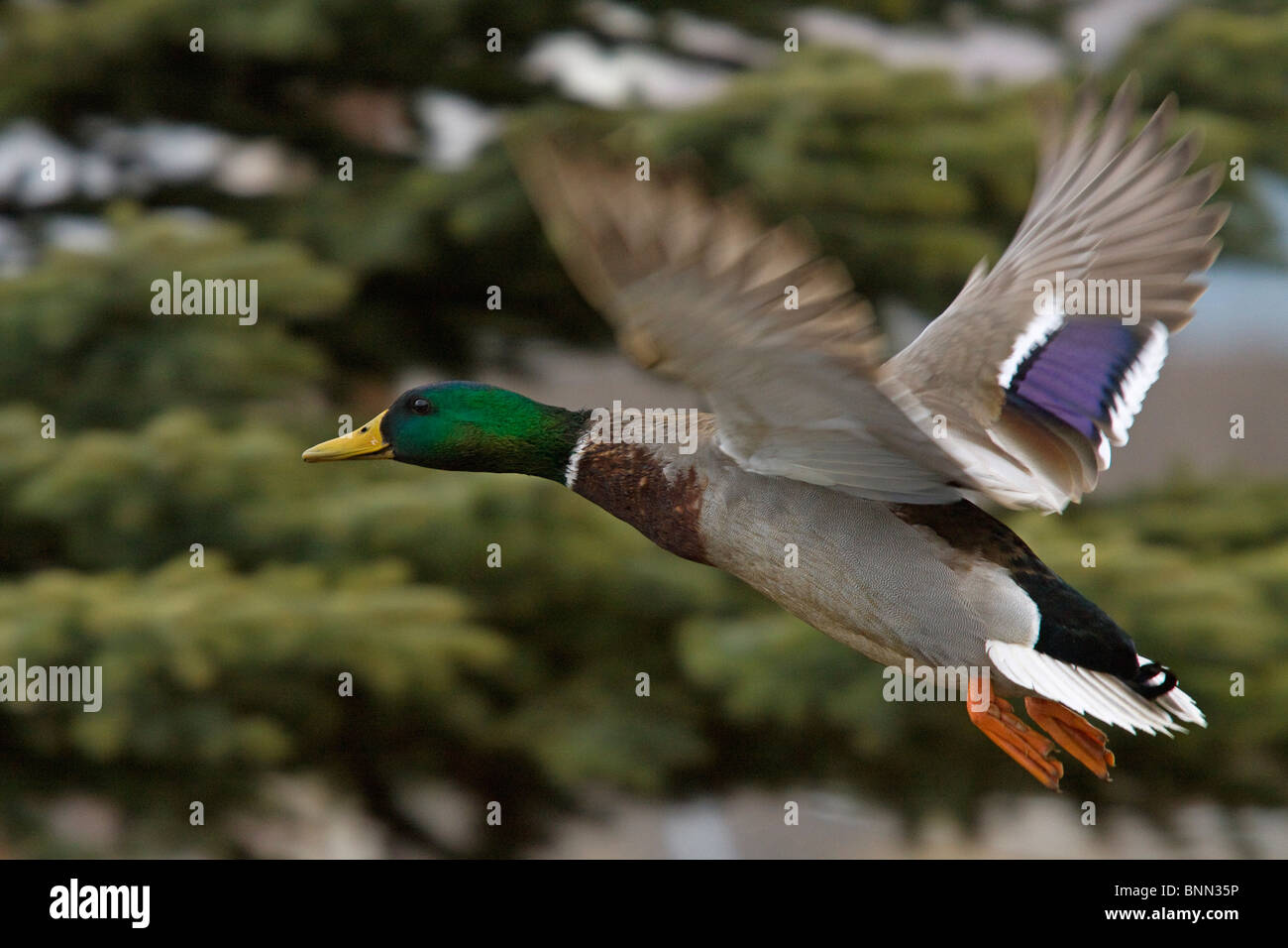 Mallard Drake in flight during Spring, Anchorage, Alaska Stock Photo ...