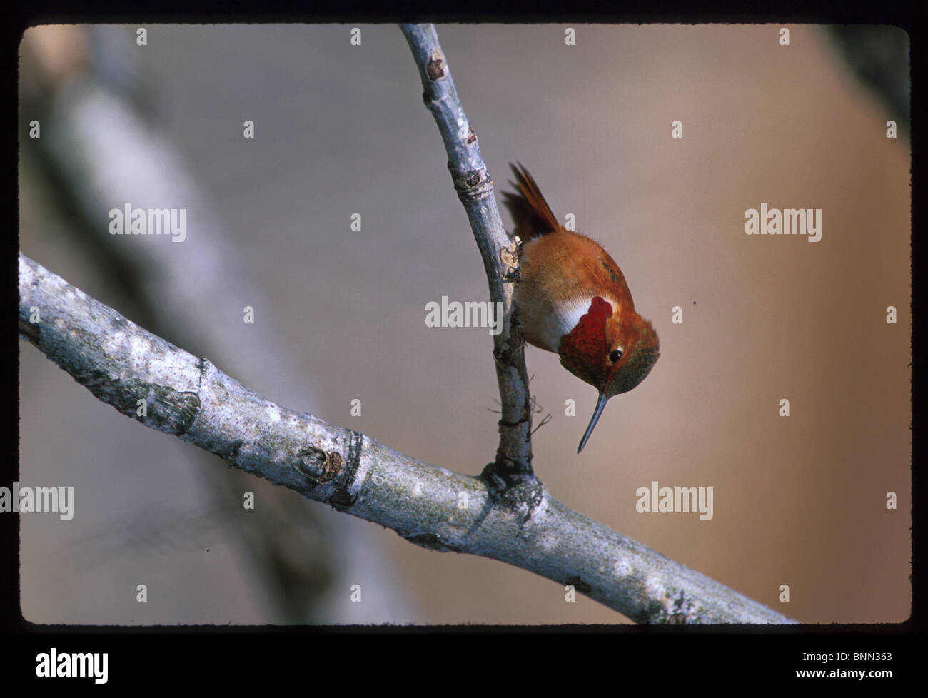 Alaska hummingbird hi-res stock photography and images - Alamy