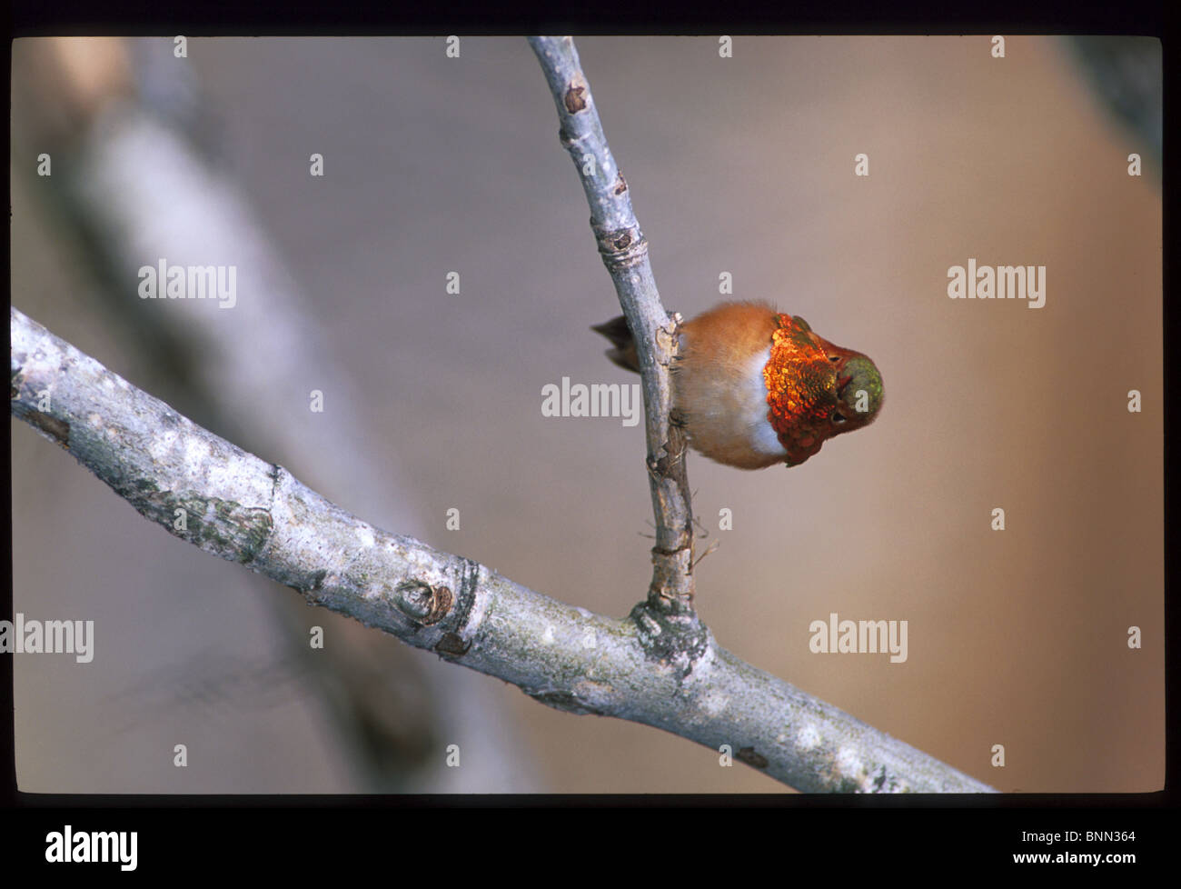 Alaska hummingbird hi-res stock photography and images - Alamy