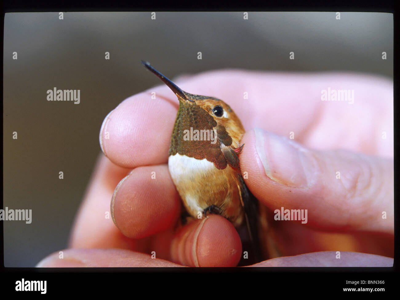 Bee Hummingbird In Hand