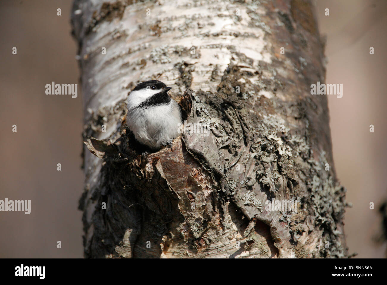 Black Capped Chickadee building a nest inside a hollow birch tree, Knik ...