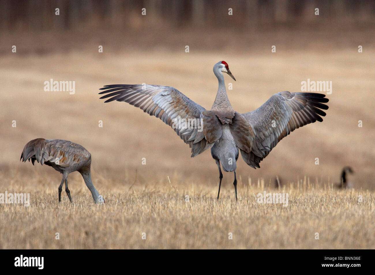 Mating dance bird hi-res stock photography and images - Alamy