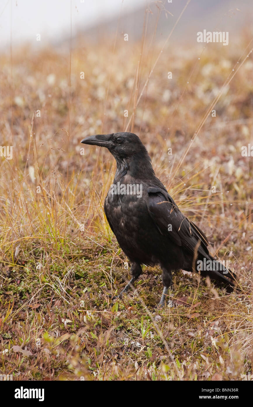 Alaska raven hi-res stock photography and images - Alamy