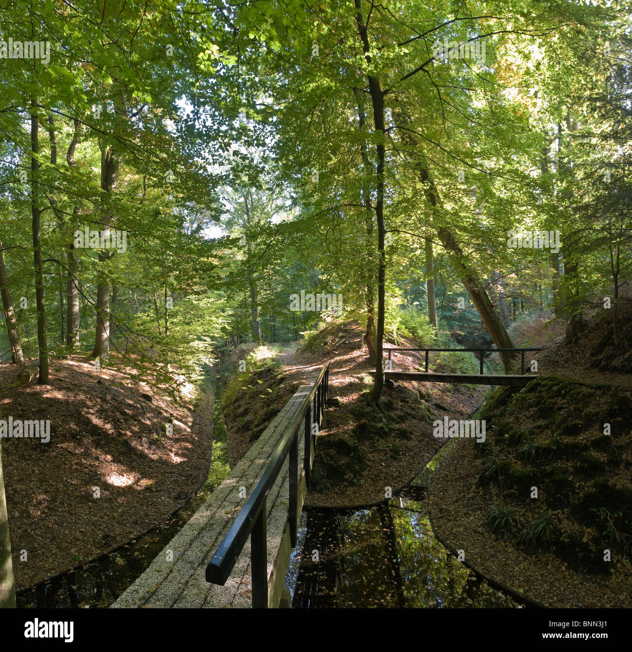 Netherlands Holland Gelderland Apeldoorn Landscape Forest Wood Trees ...