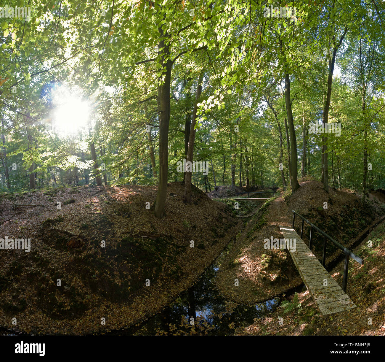 Netherlands Holland Gelderland Apeldoorn Landscape Forest Wood Trees ...