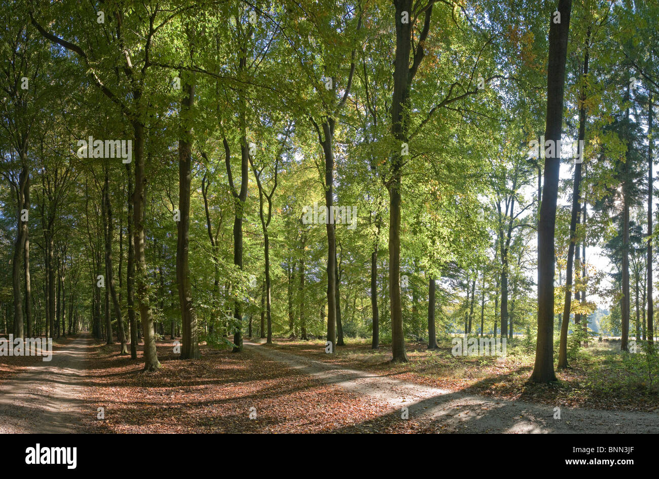 Netherlands Holland Gelderland Apeldoorn Landscape Forest Wood Trees ...