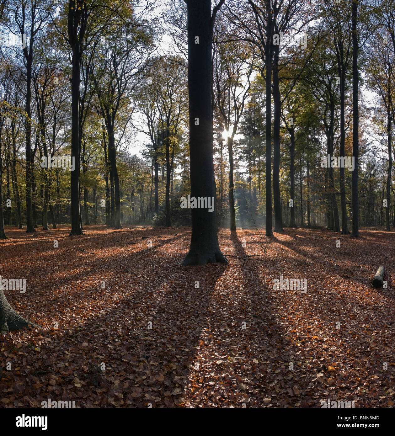 Netherlands Holland Utrecht Soestdijk Landscape Forest Wood Trees ...