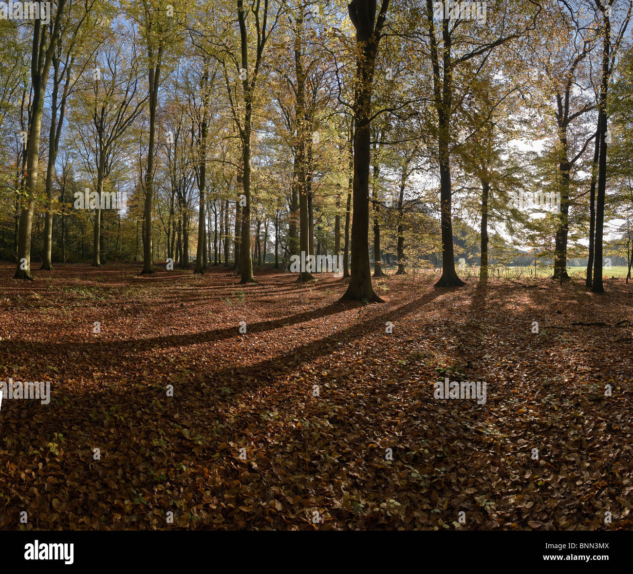 Netherlands Holland Utrecht Soestdijk Landscape Forest Wood Trees ...