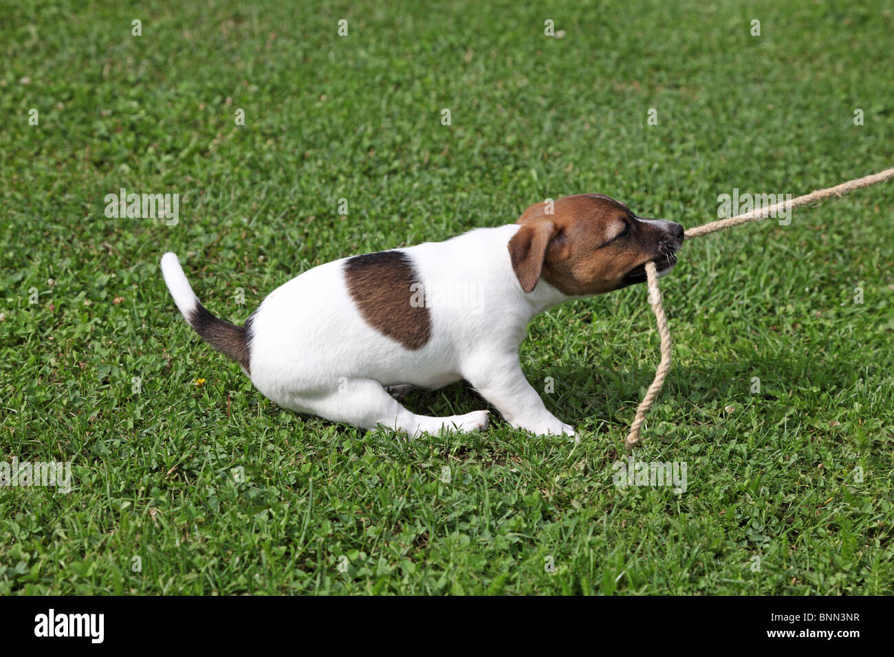 Jack russel beagle hi-res stock photography and images - Alamy