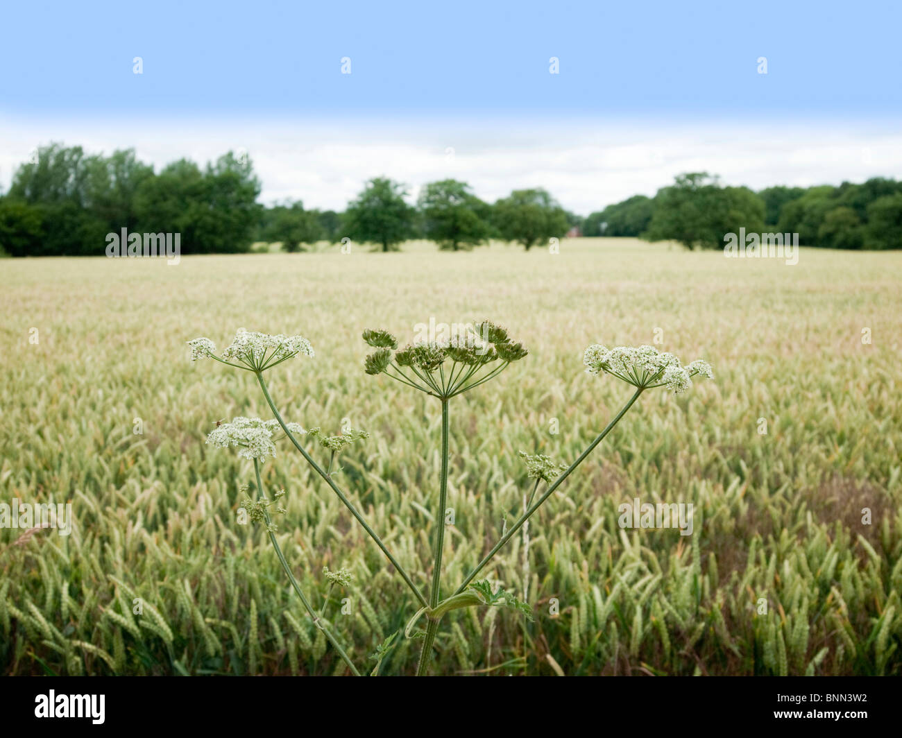 crops growing in a field Stock Photo - Alamy