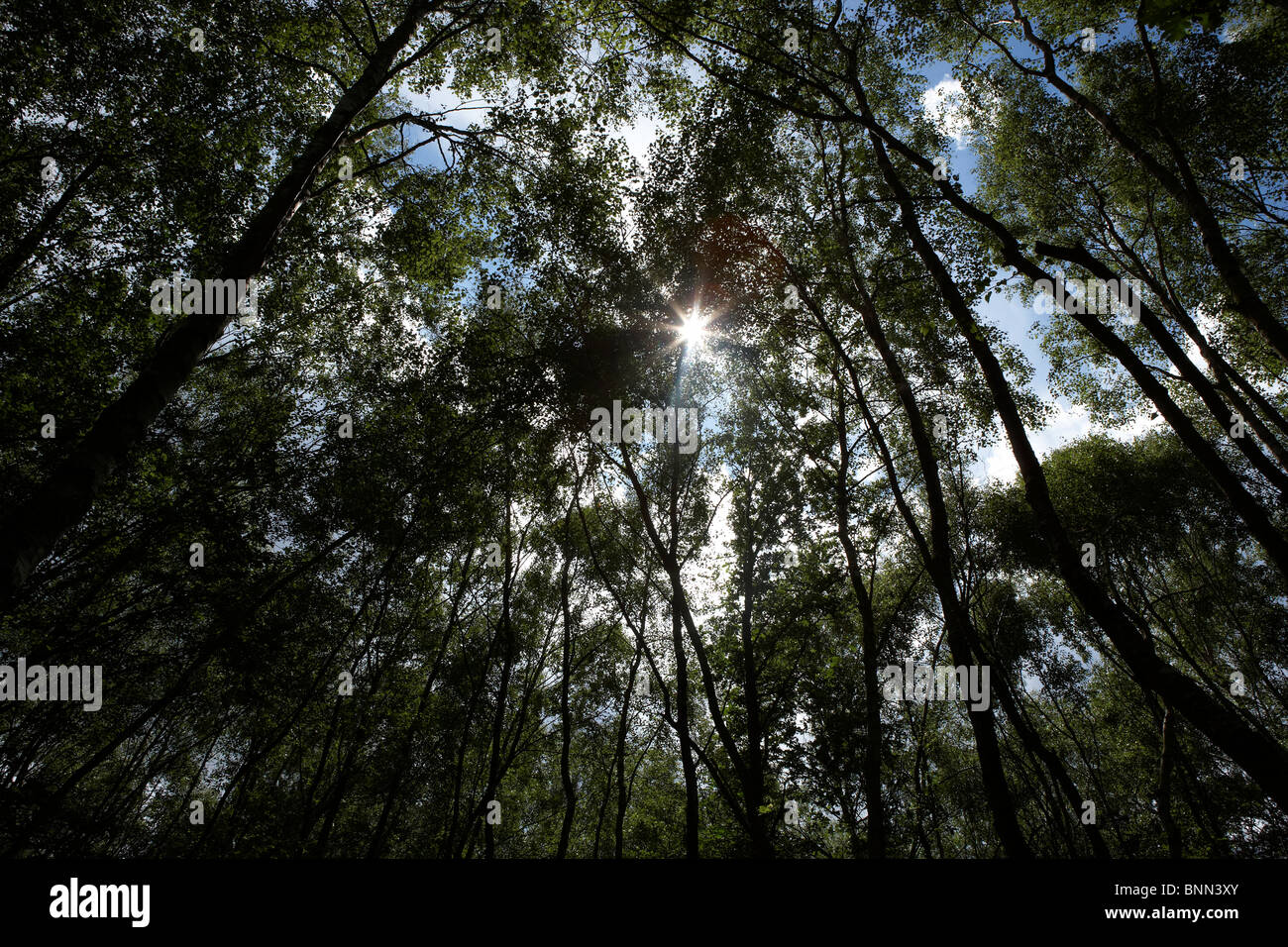 SUNLIGHT SHINING THROUGH WOODLAND TREES Stock Photo - Alamy