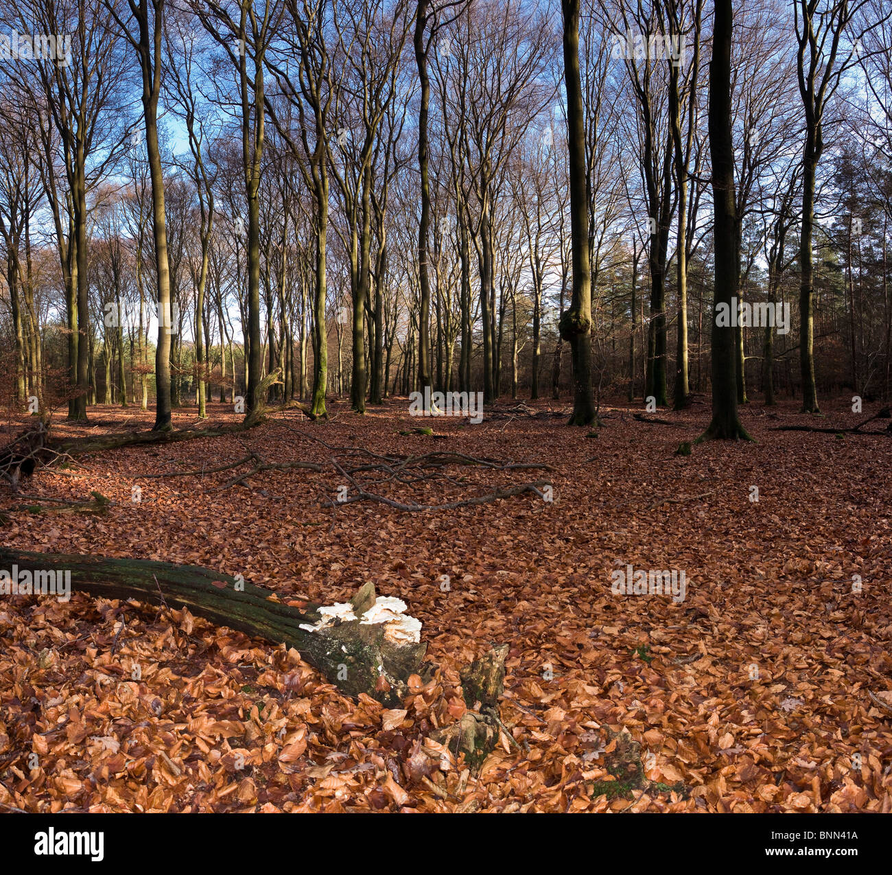 Netherlands Holland Gelderland Putten Landscape Forest Wood Trees ...
