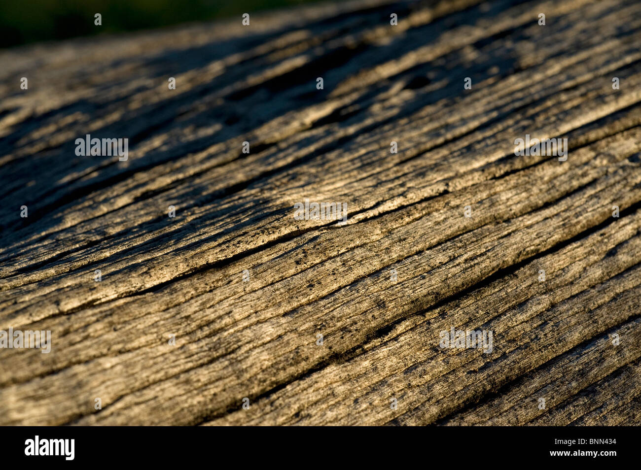 Abstract texture on a branch Stock Photo - Alamy