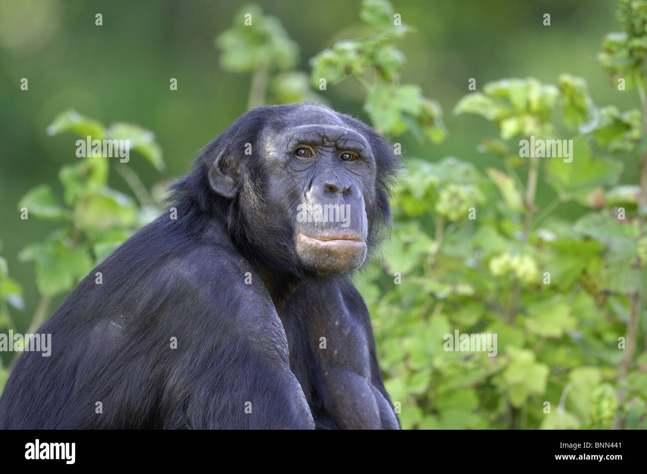 Bonobo male animal hi-res stock photography and images - Alamy