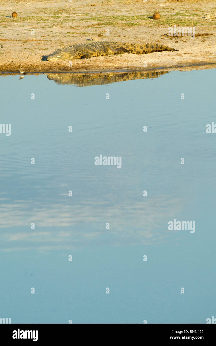 Makwa hi-res stock photography and images - Alamy