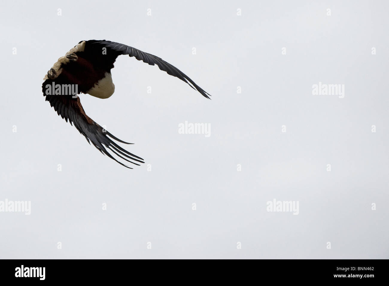 African Fish Eagle flying Stock Photo - Alamy