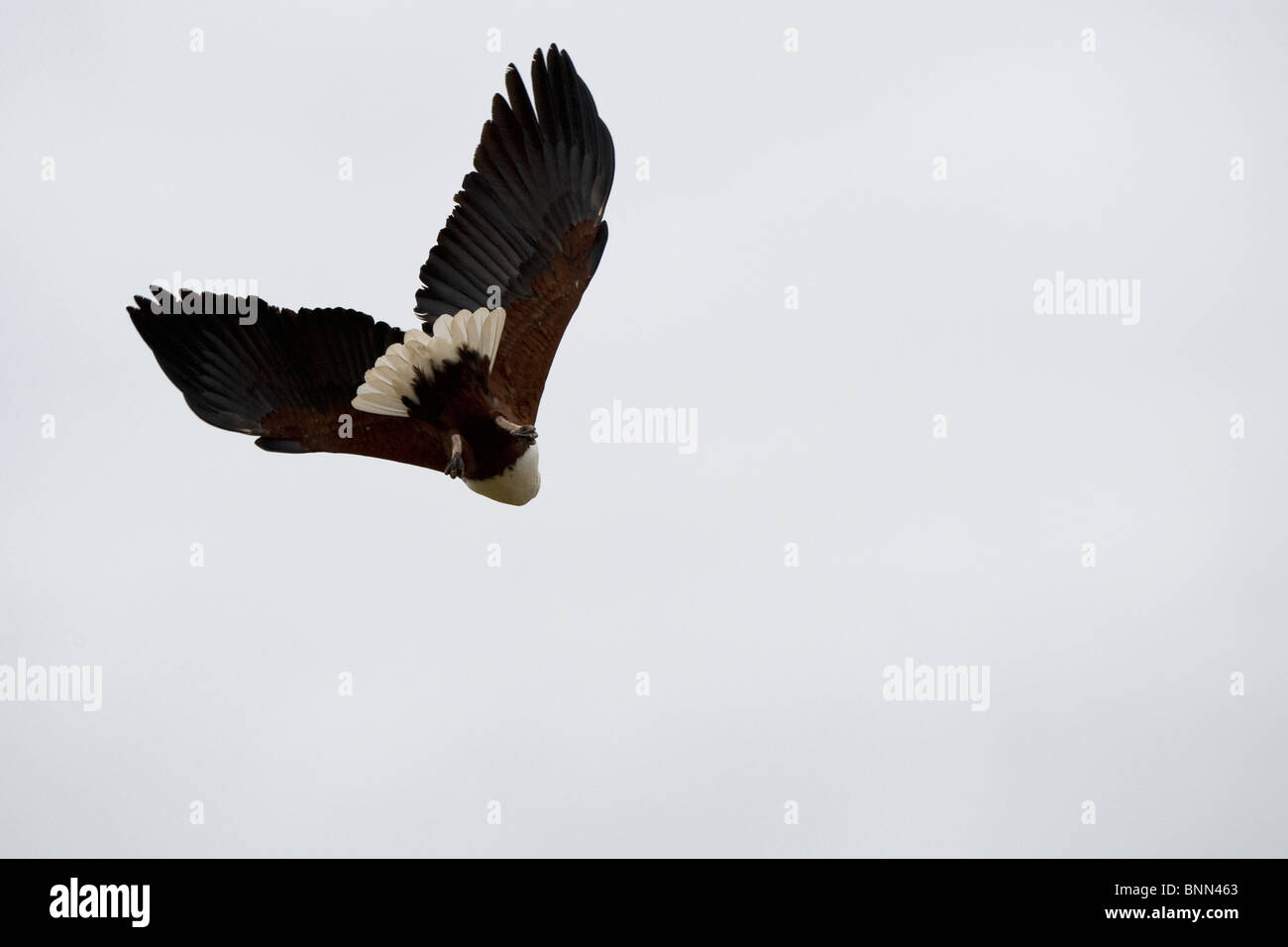 African Fish Eagle flying Stock Photo - Alamy