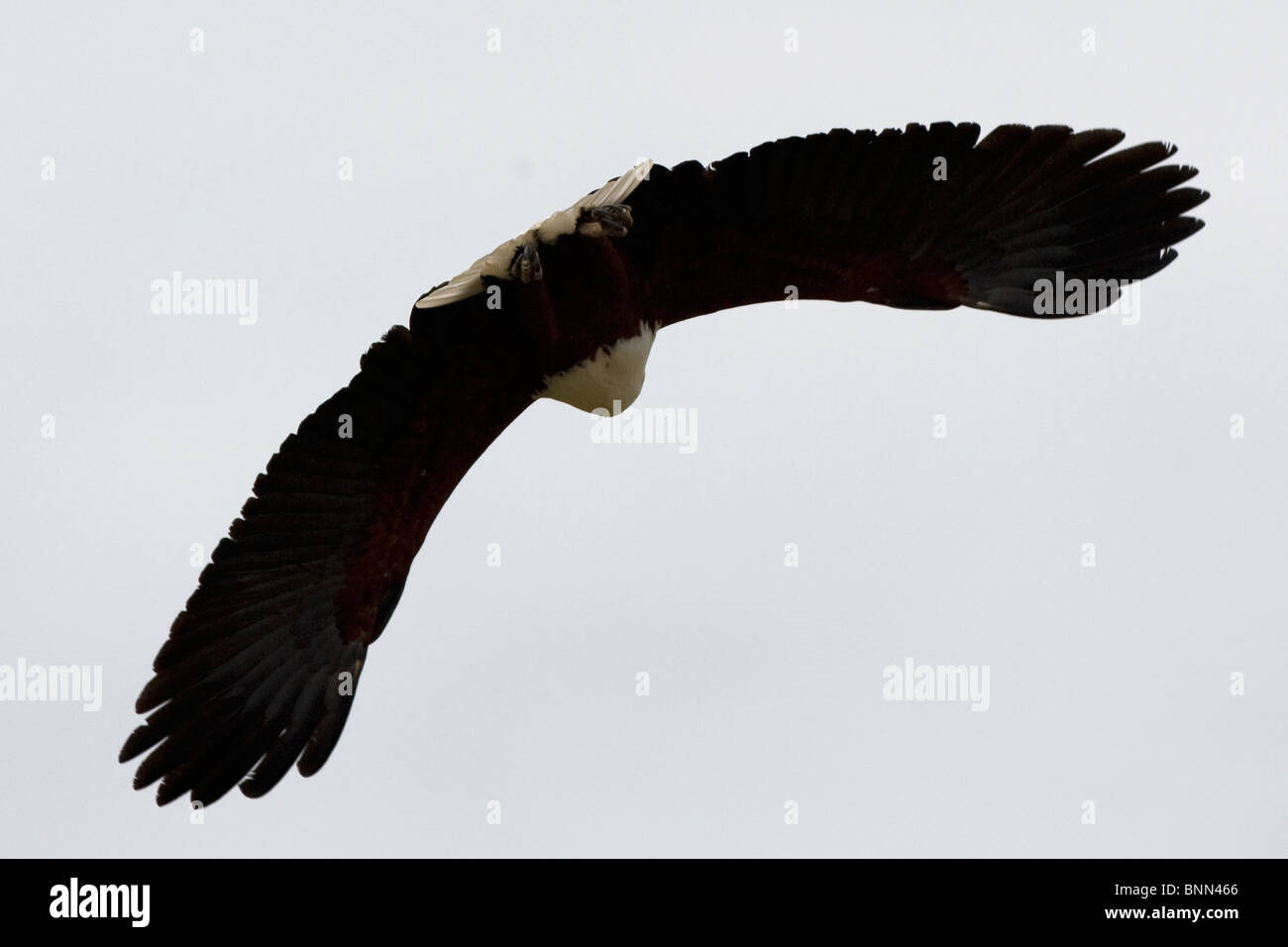 African Fish Eagle flying Stock Photo - Alamy