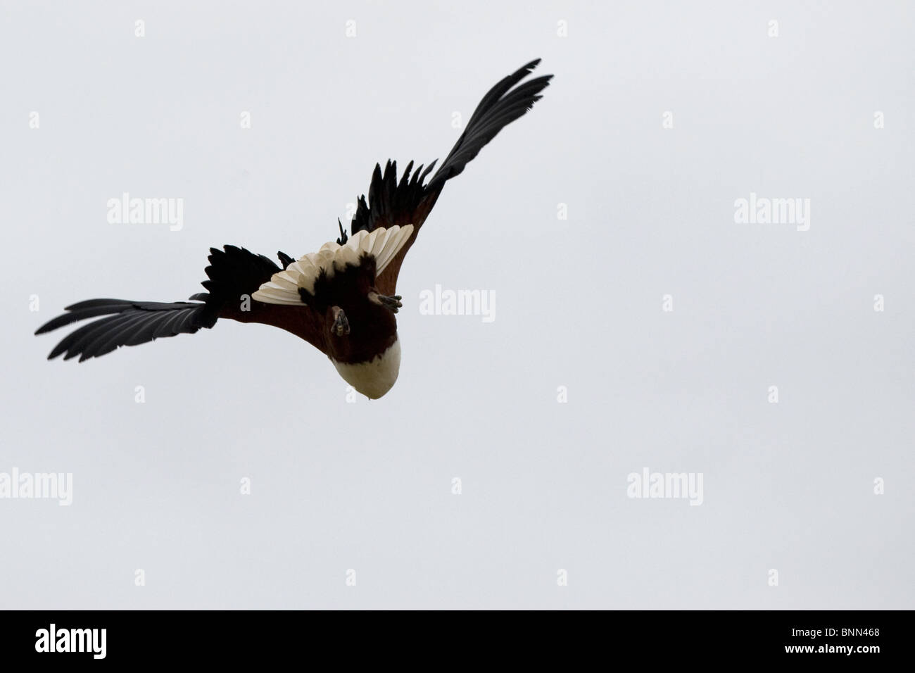 African Fish Eagle flying Stock Photo - Alamy