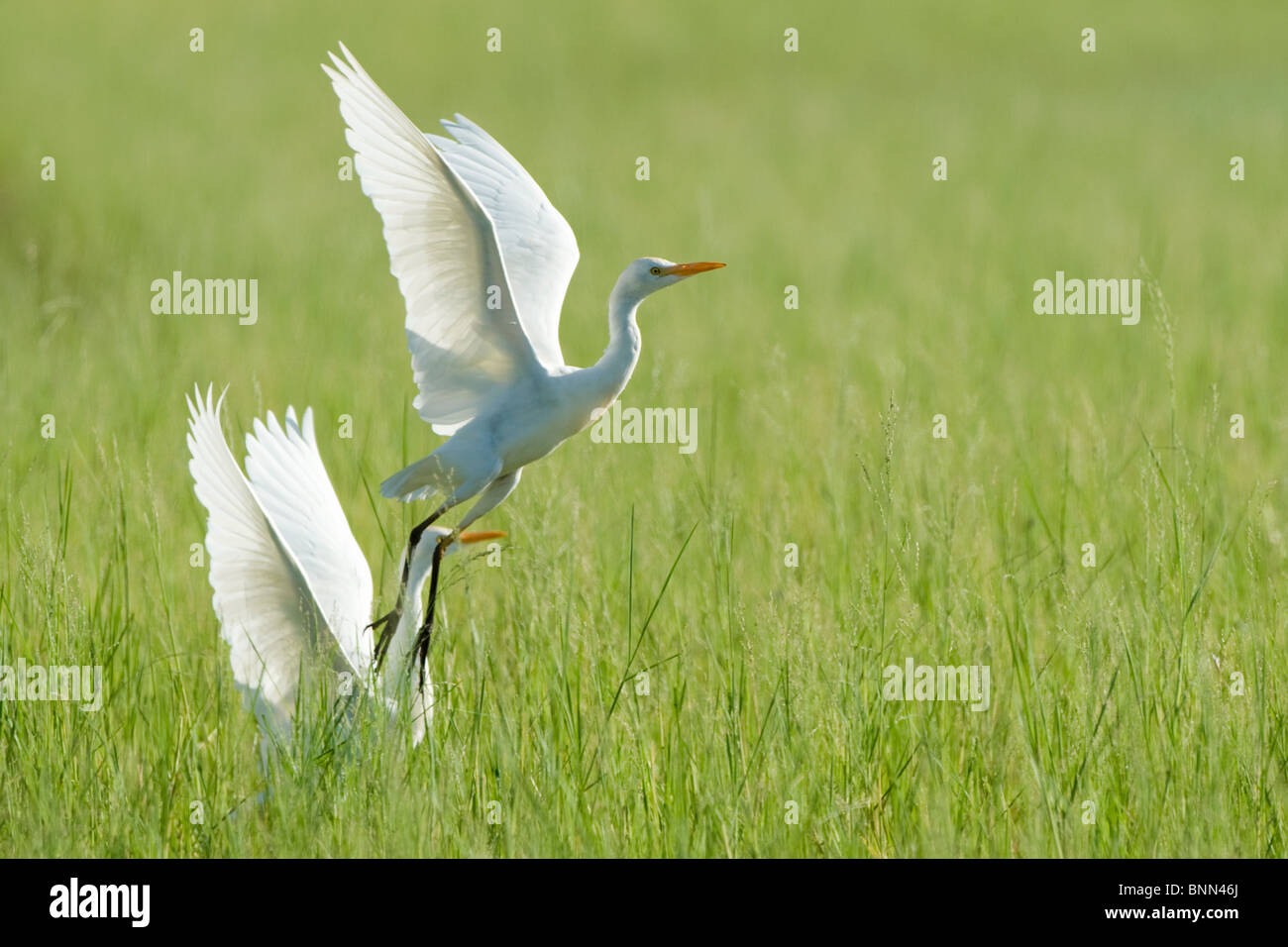 Cattle egret in flight Stock Photo - Alamy