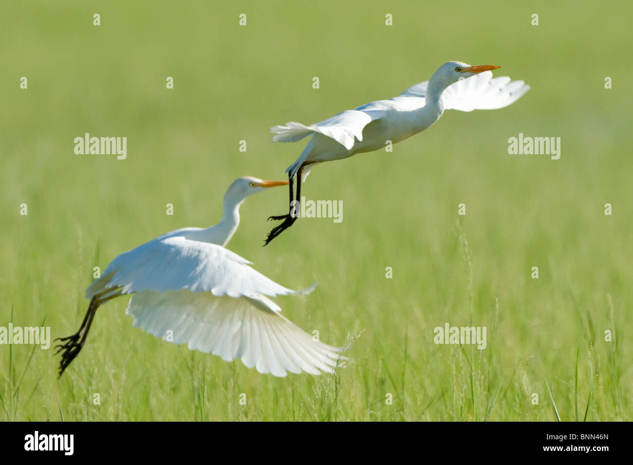 Cattle egret in flight Stock Photo - Alamy