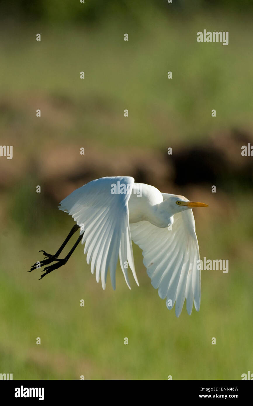 Cattle egret in flight Stock Photo - Alamy