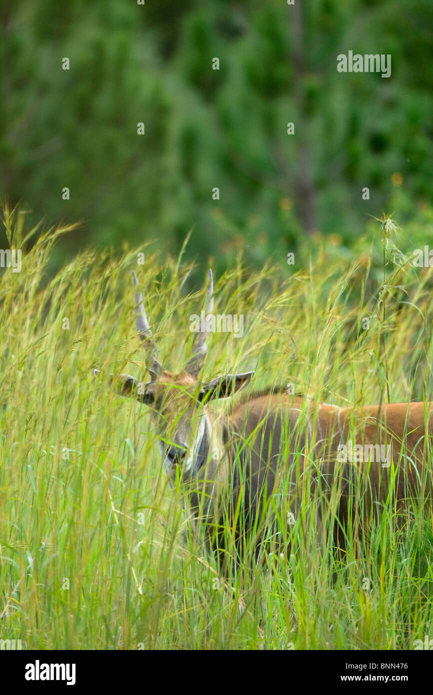 Common eland herds hi-res stock photography and images - Alamy