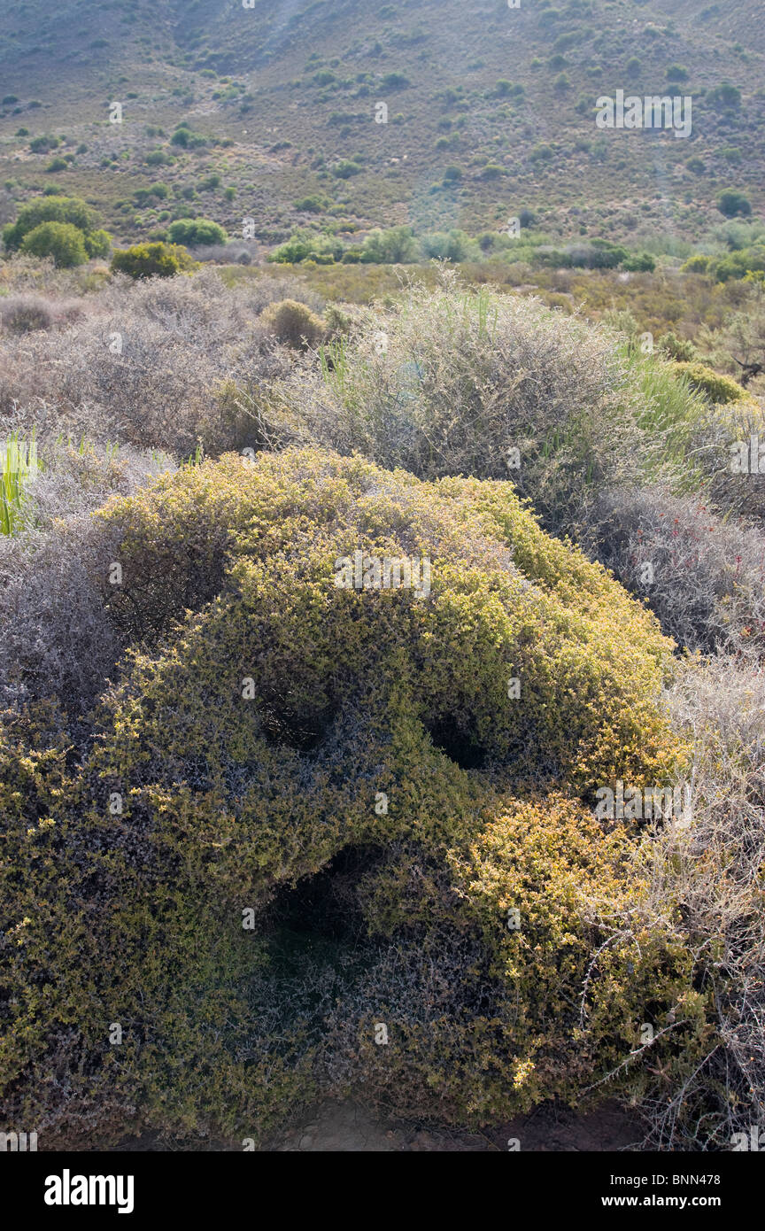 Endemic to fynbos biome hi-res stock photography and images - Alamy