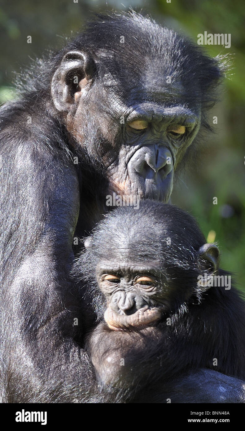Mother Bonobo (Pan paniscus) and her young Stock Photo - Alamy