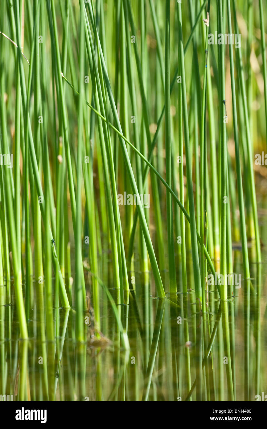 Bullrushes growing hi-res stock photography and images - Alamy