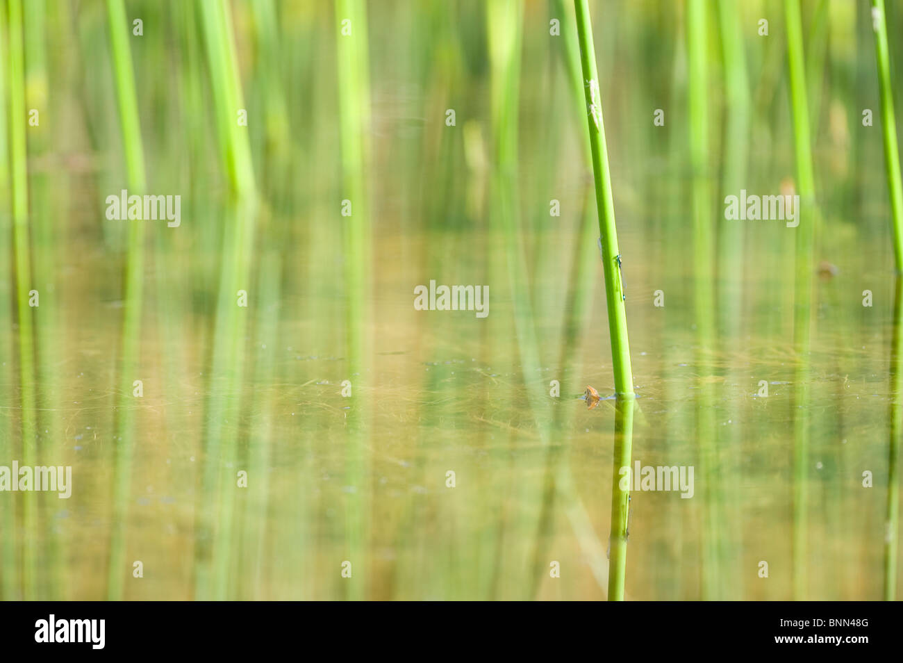 Bullrushes growing hi-res stock photography and images - Alamy