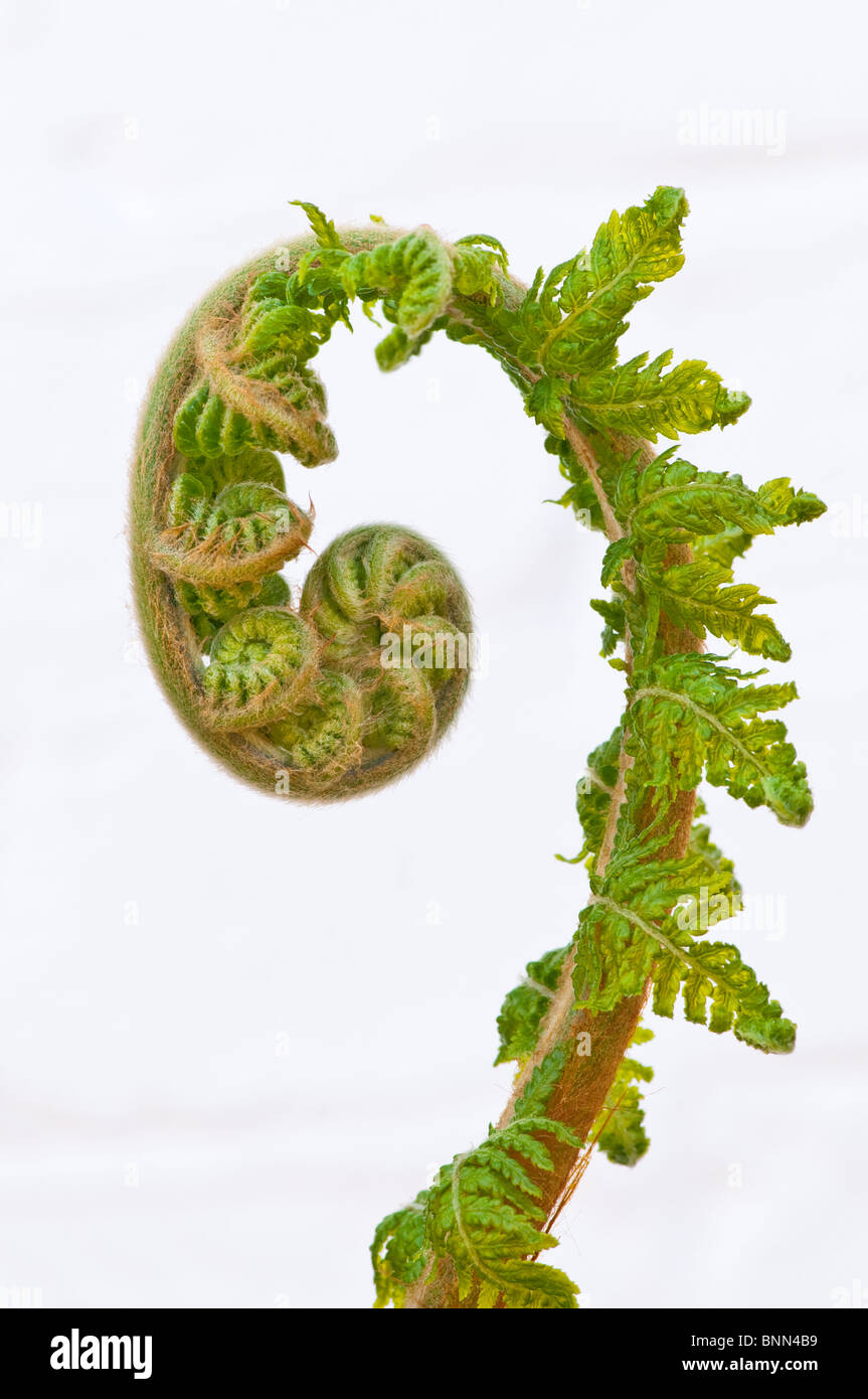 Uncurling frond of a tree fern "Dicksonia antarctica Stock Photo - Alamy