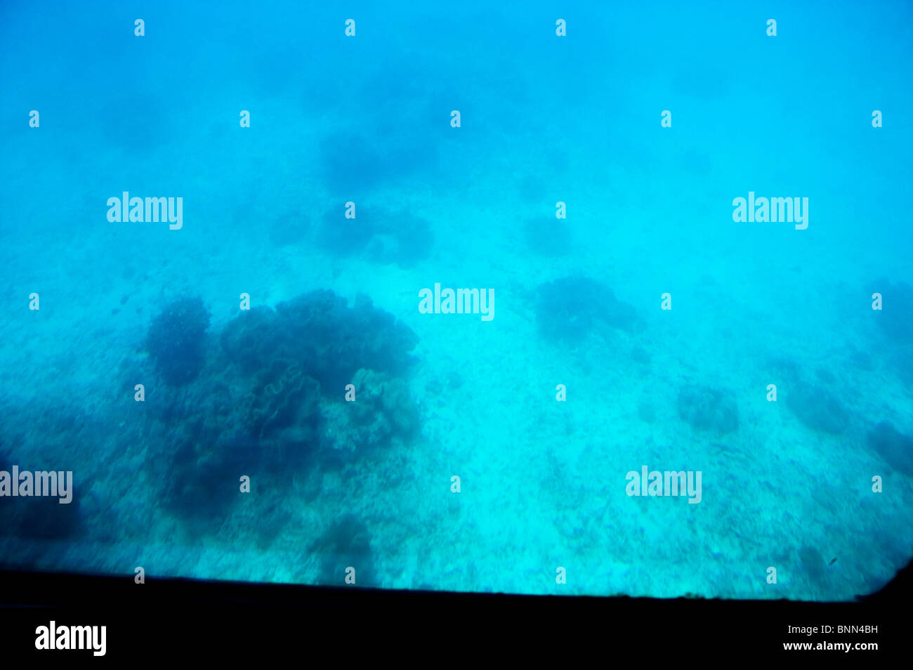 Coral in the seabed Stock Photo - Alamy