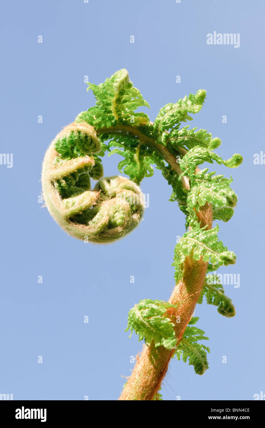 Uncurl hi-res stock photography and images - Alamy