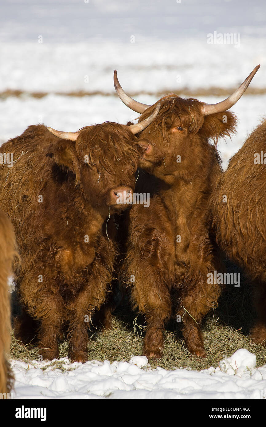 Cattle animals beasts Scottish highland cattle brown winter snow horns ...