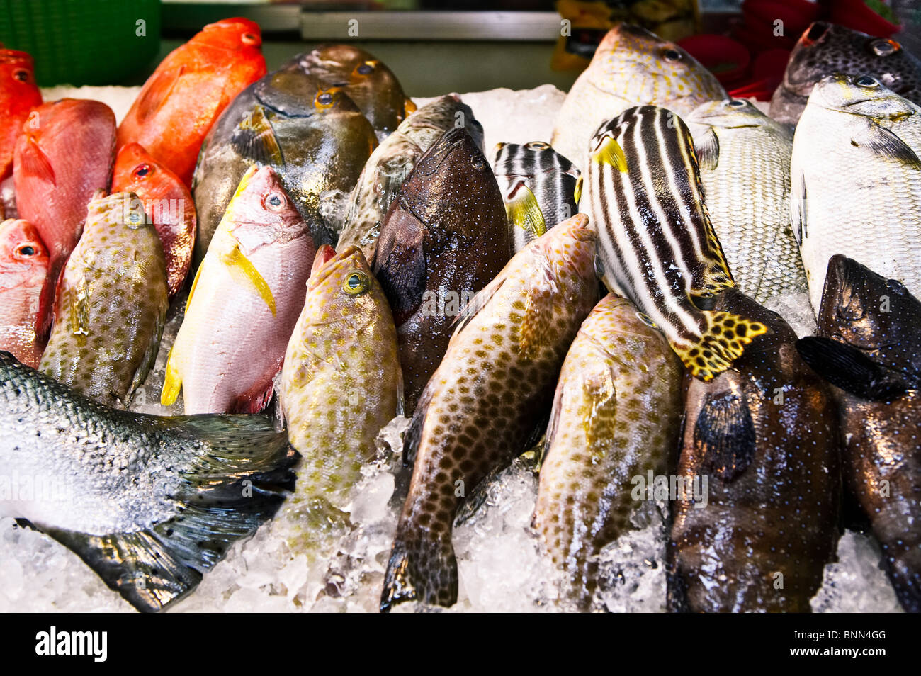 Grouper fish on ice hi-res stock photography and images - Alamy