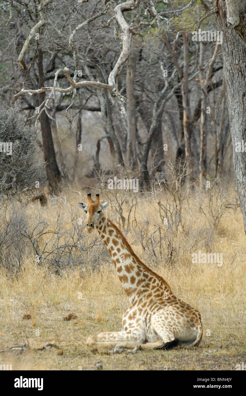 Giraffe in Zimbabwe's Hwange National Park Stock Photo - Alamy