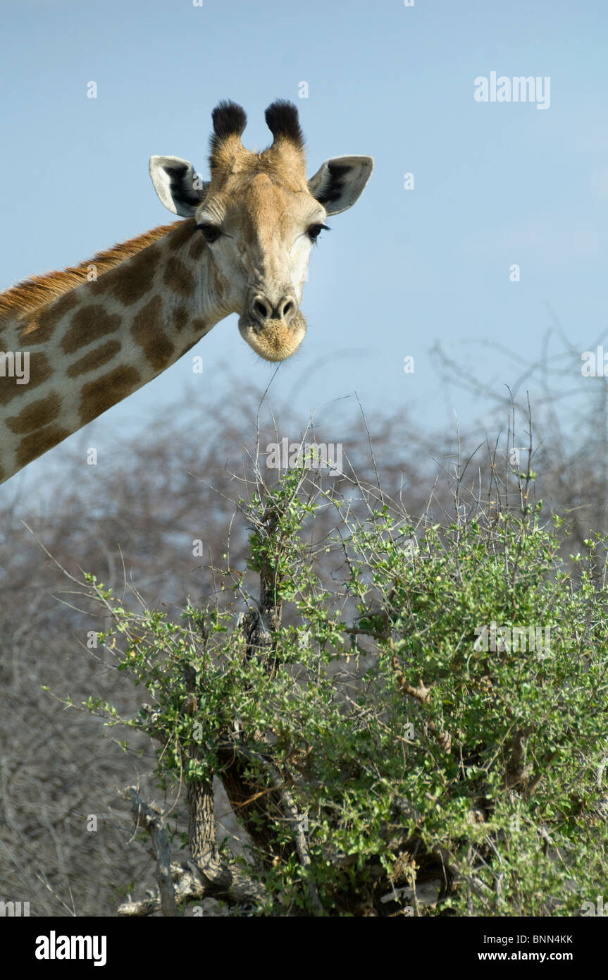 Giraffe in Zimbabwe's Hwange National Park Stock Photo - Alamy