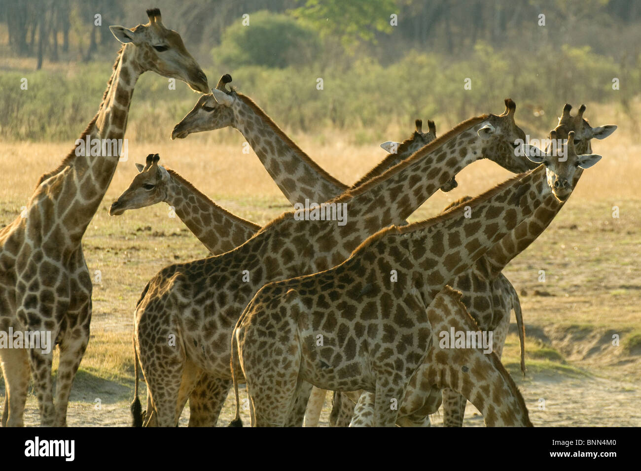 Giraffe in Zimbabwe's Hwange National Park Stock Photo - Alamy