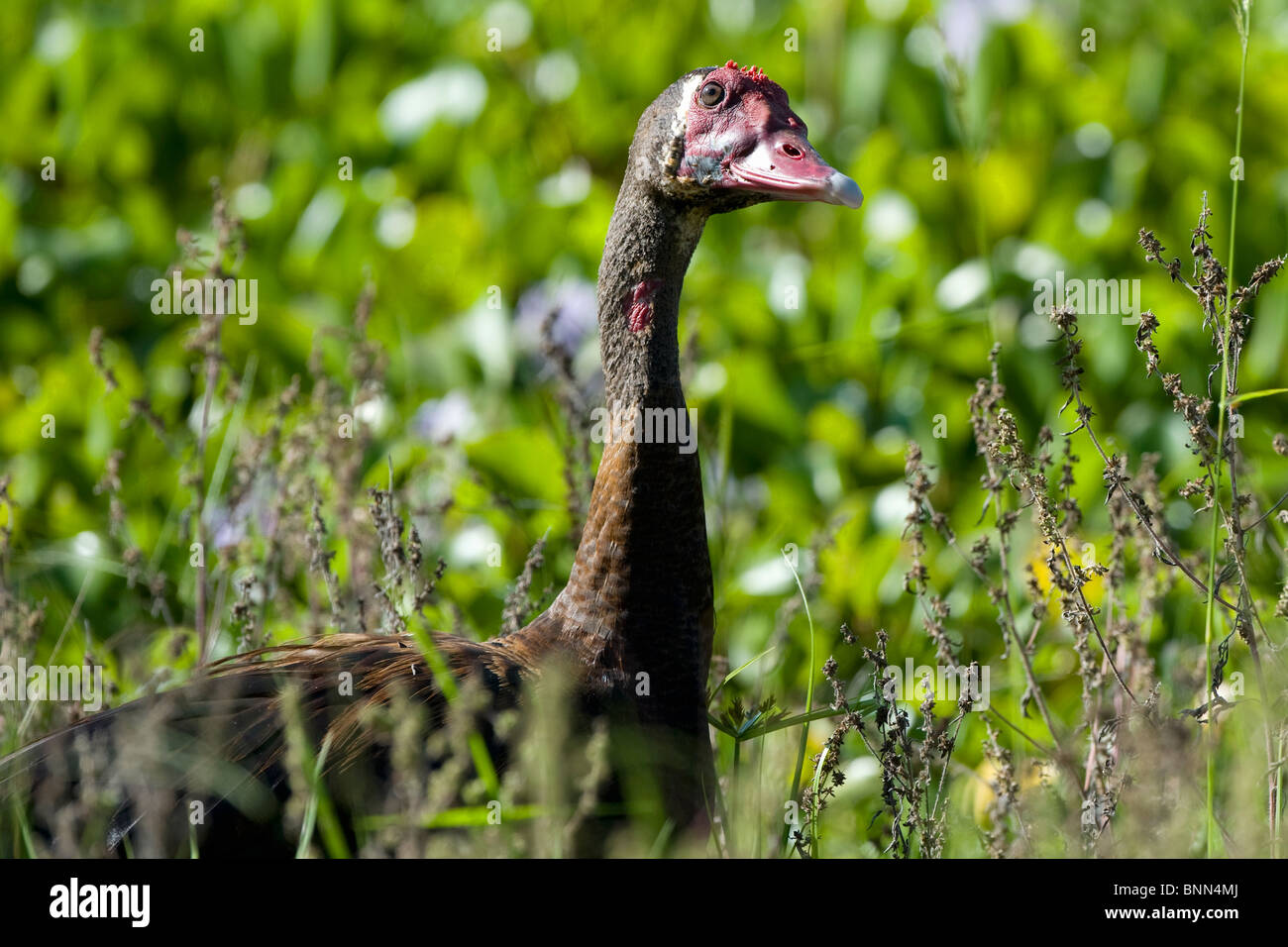 Lake chivero hi-res stock photography and images - Alamy
