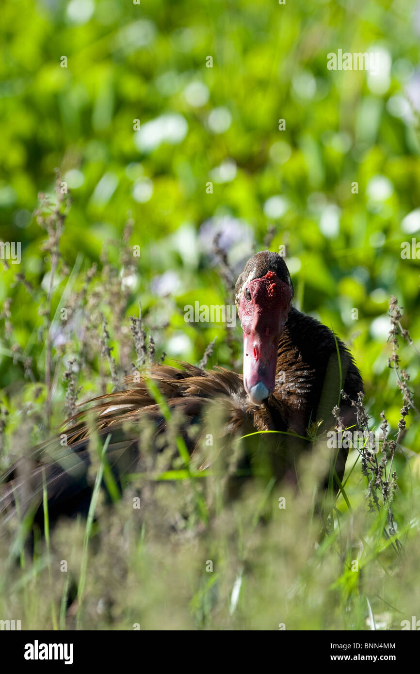 Lake chivero hi-res stock photography and images - Alamy