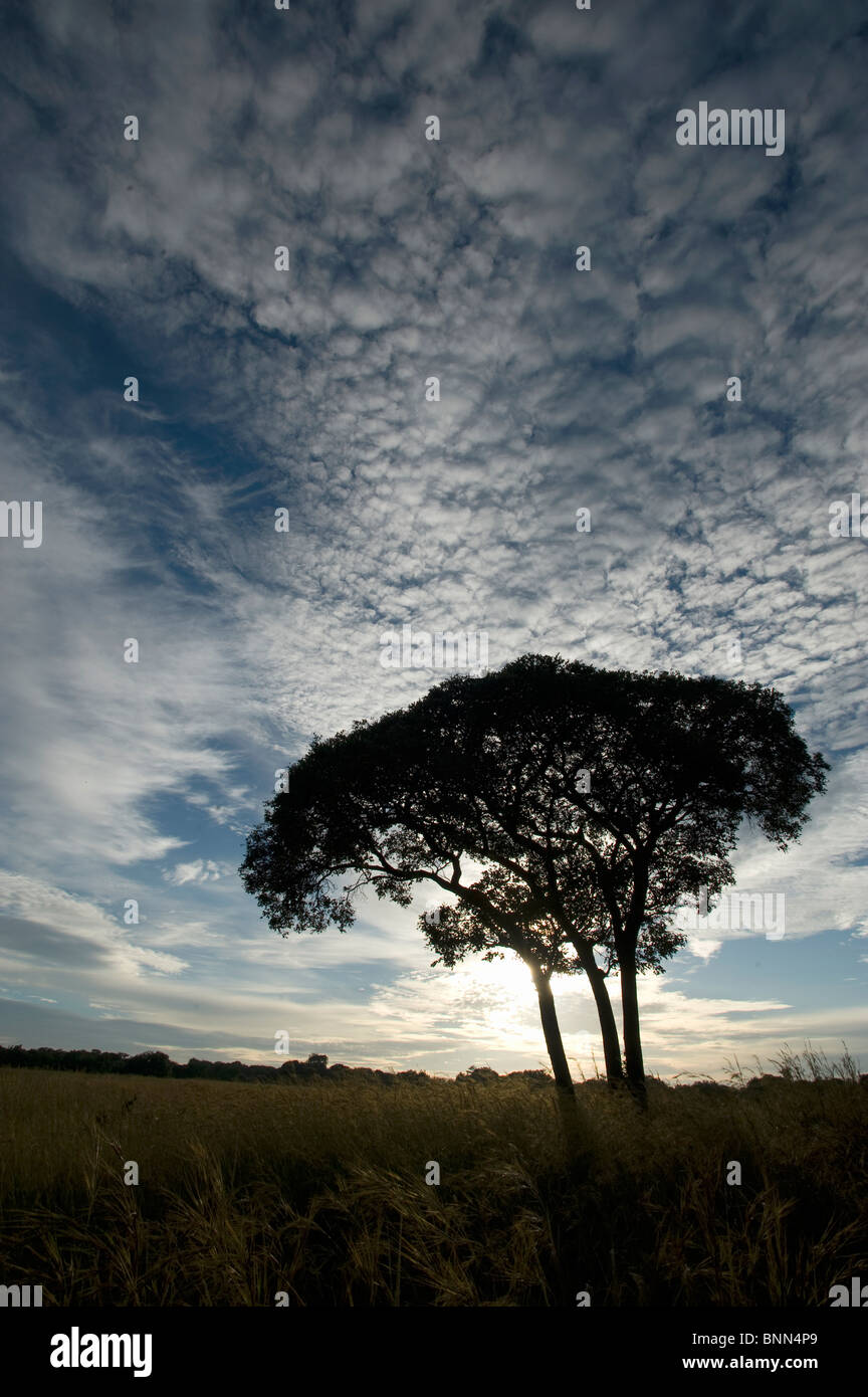 African bush sounds hi-res stock photography and images - Alamy