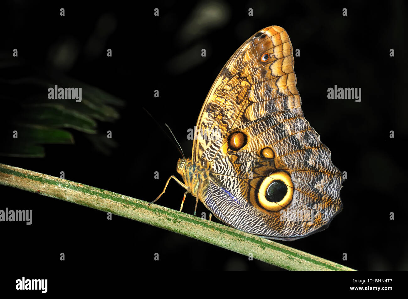 butterfly insect bug small lepidoptera leaf night dark south america ...