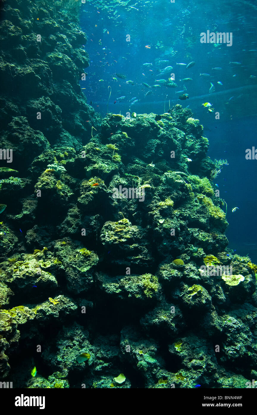 Coral Reef Preview, National Museum of Marine Biology & Aquarium ...