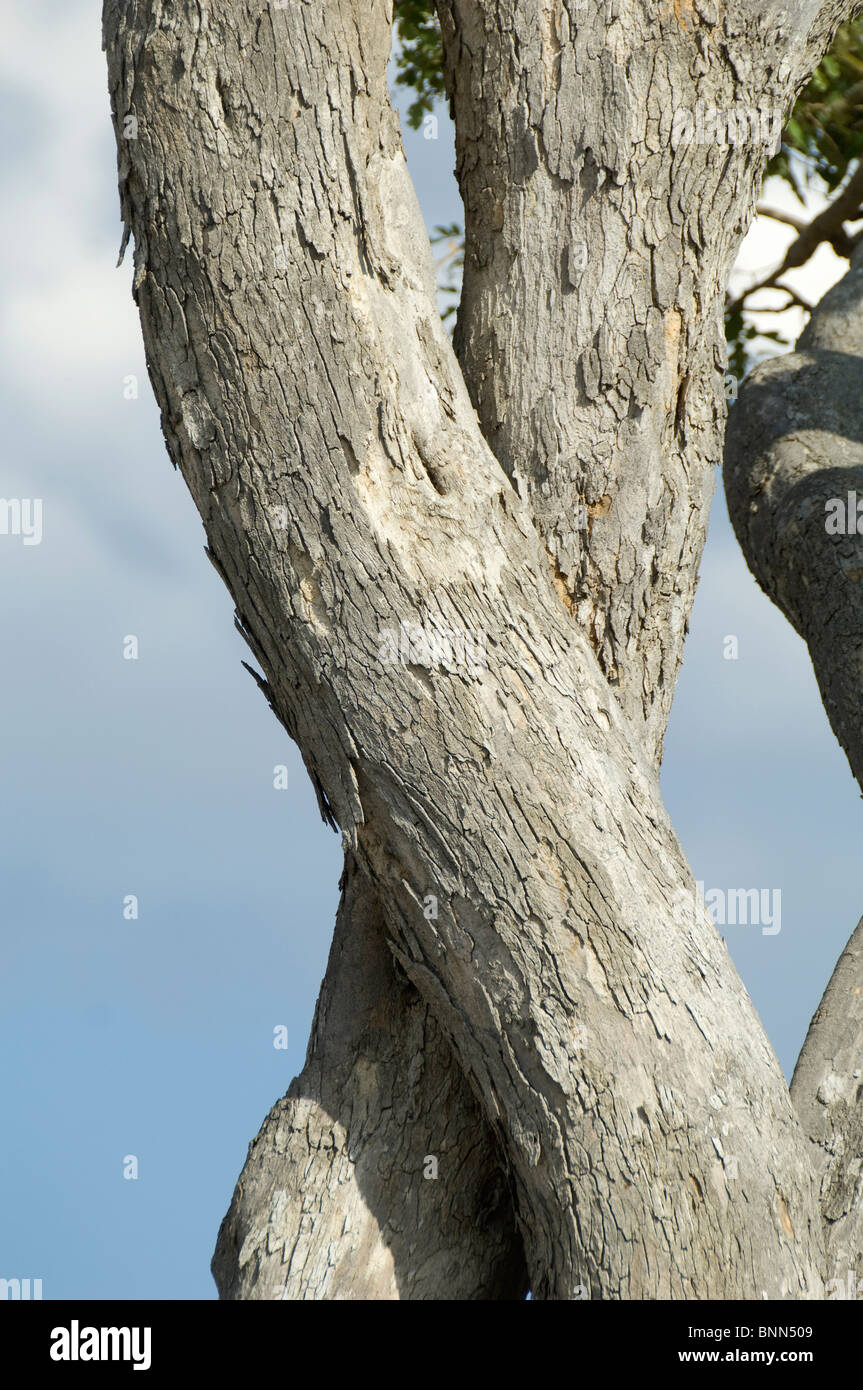 Combretum hi-res stock photography and images - Alamy