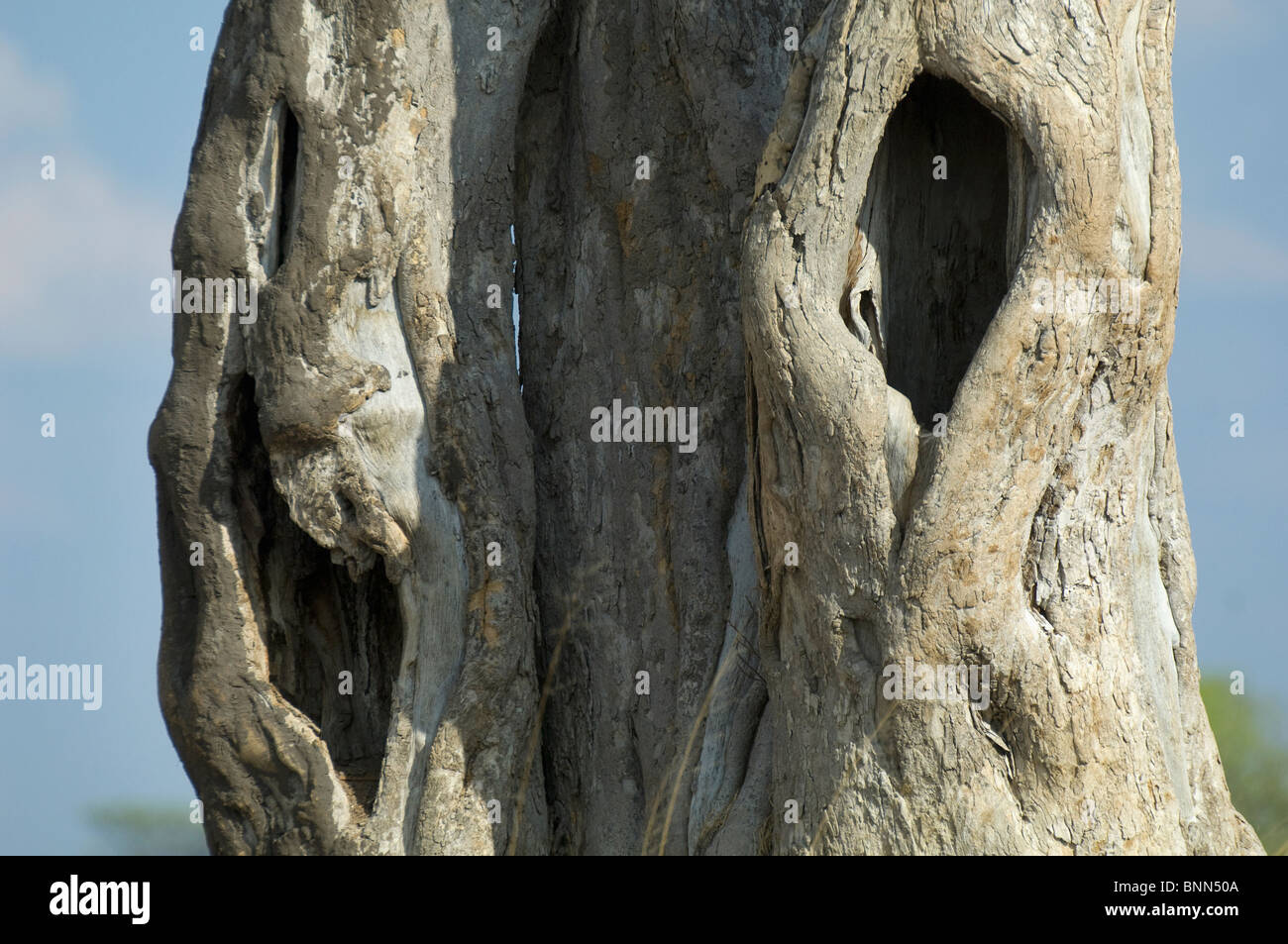 Combretum hi-res stock photography and images - Alamy