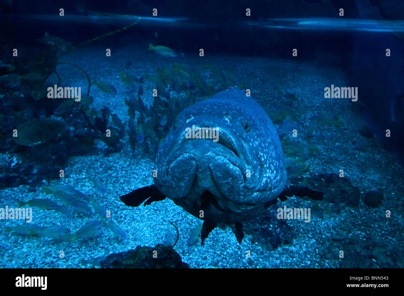 A fish close-up Stock Photo - Alamy
