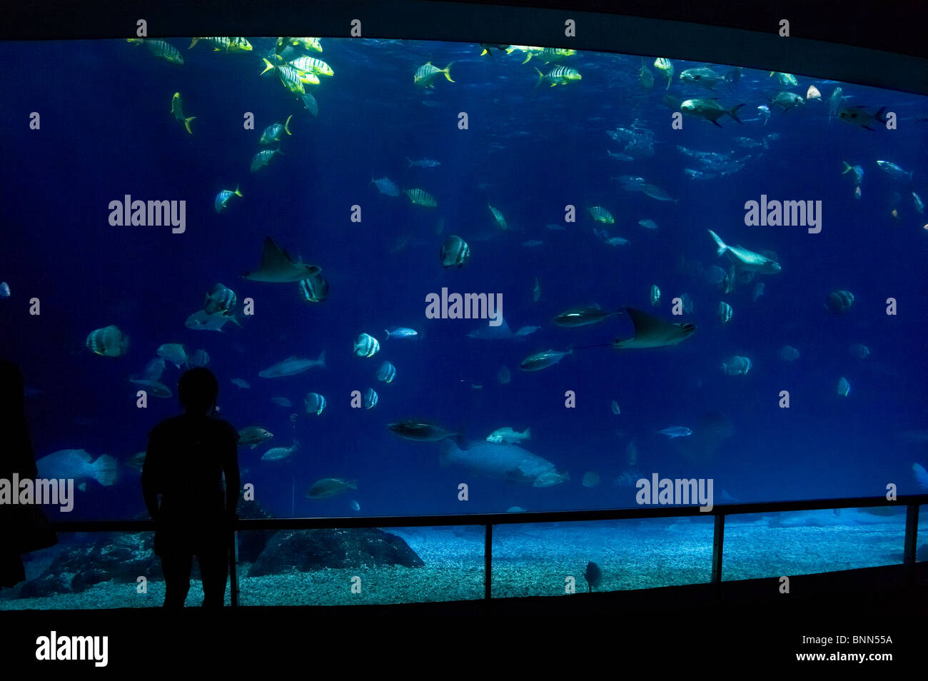National Museum Of Marine Biology And Aquarium
