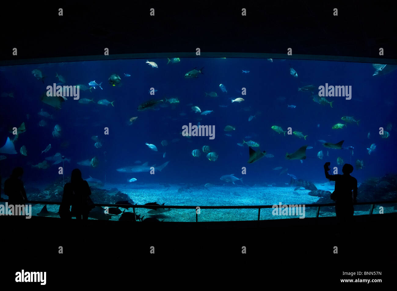 The Open Ocean, National Museum of Marine Biology & Aquarium, Taiwan ...