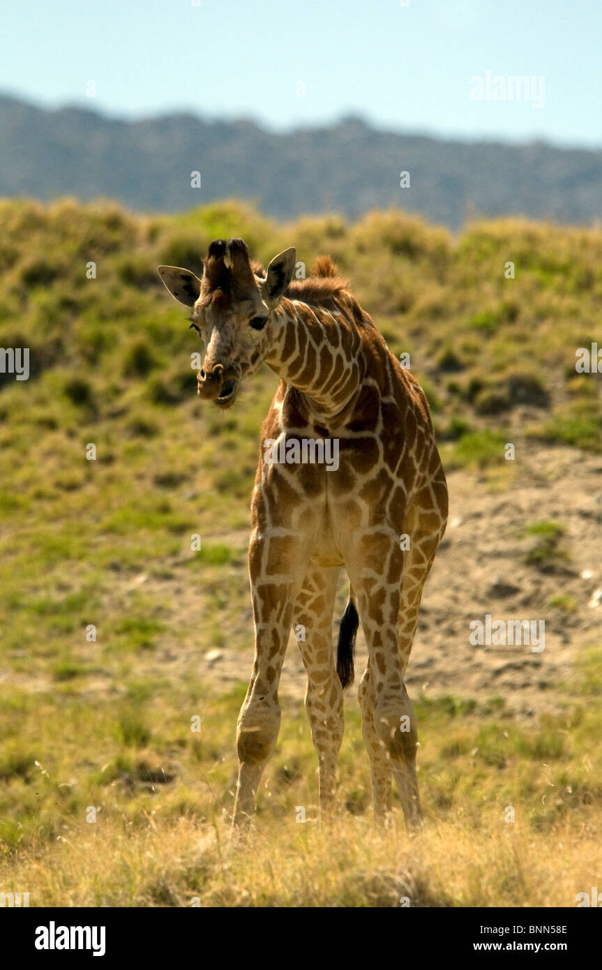 giraffe The Somali Giraffe Reticulated Giraffe Giraffa camelopardalis ...